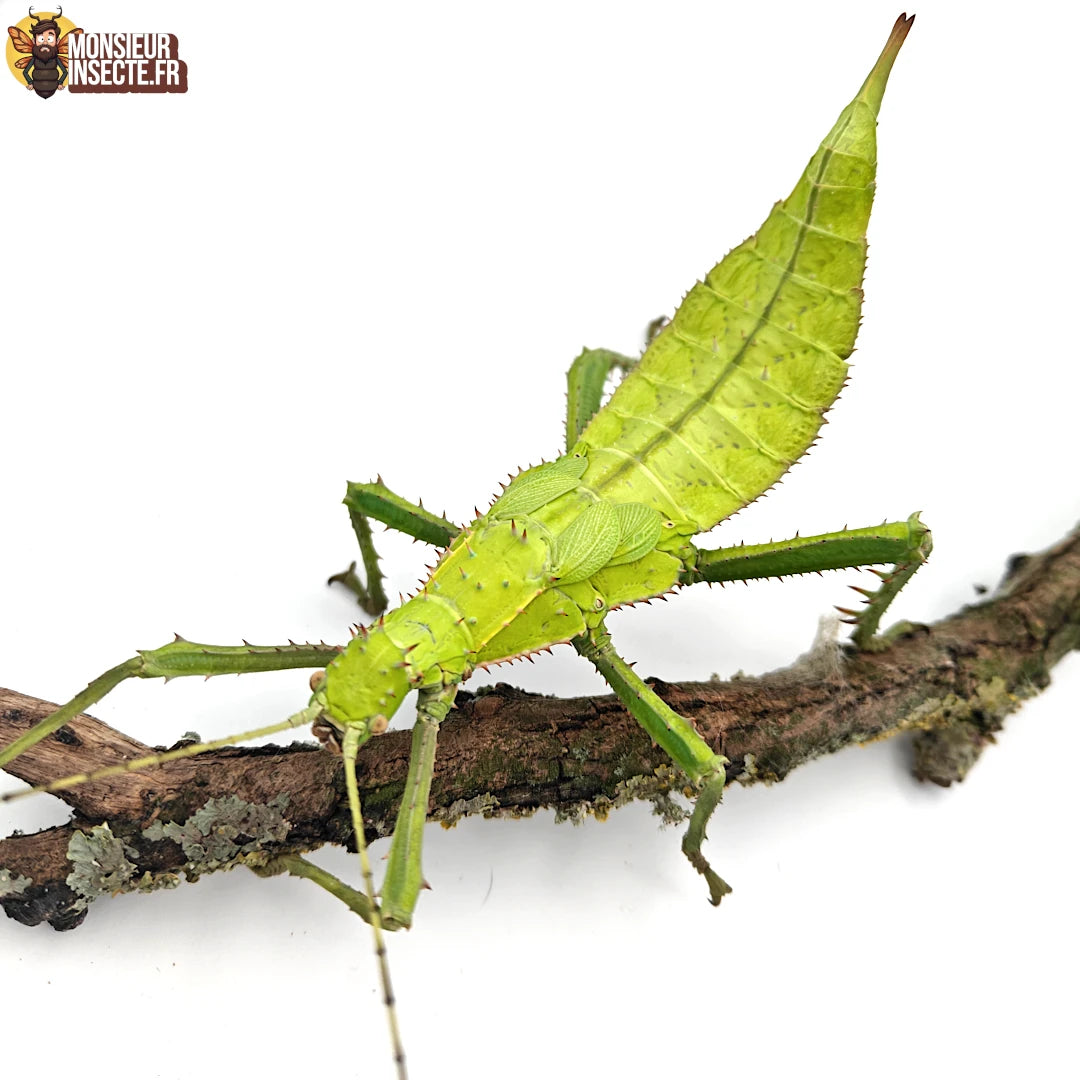 Achat Phasme Heteropteryx dilatata – Phasme Géant de Malaisie