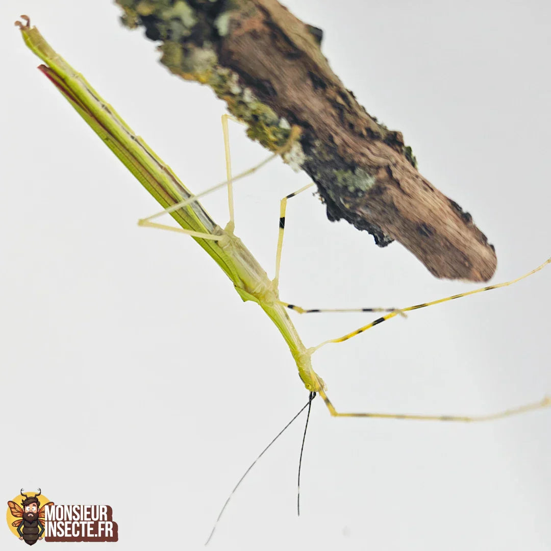 Why do stick insects dance?