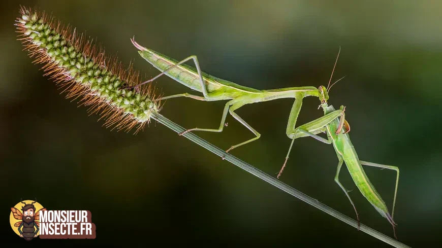 How and why does the praying mantis kill the male?