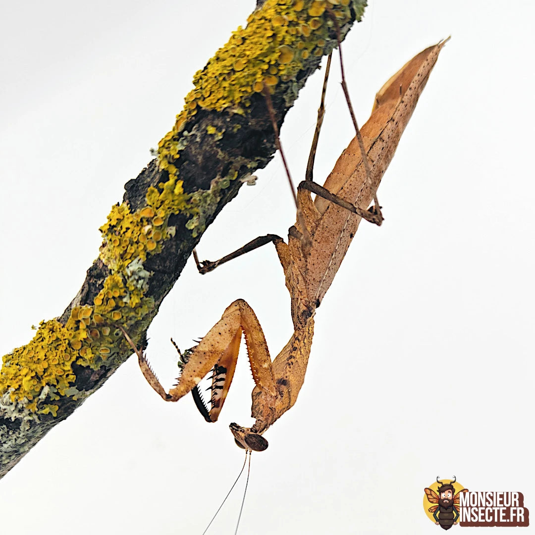 Buy Deroplatys Dessicata - Dry Leaf Praying Mantis for sale