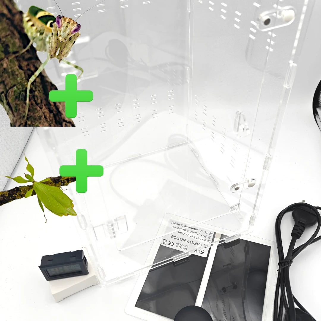 Custom-made insect terrarium pack + heating mat + mantis or stick ...