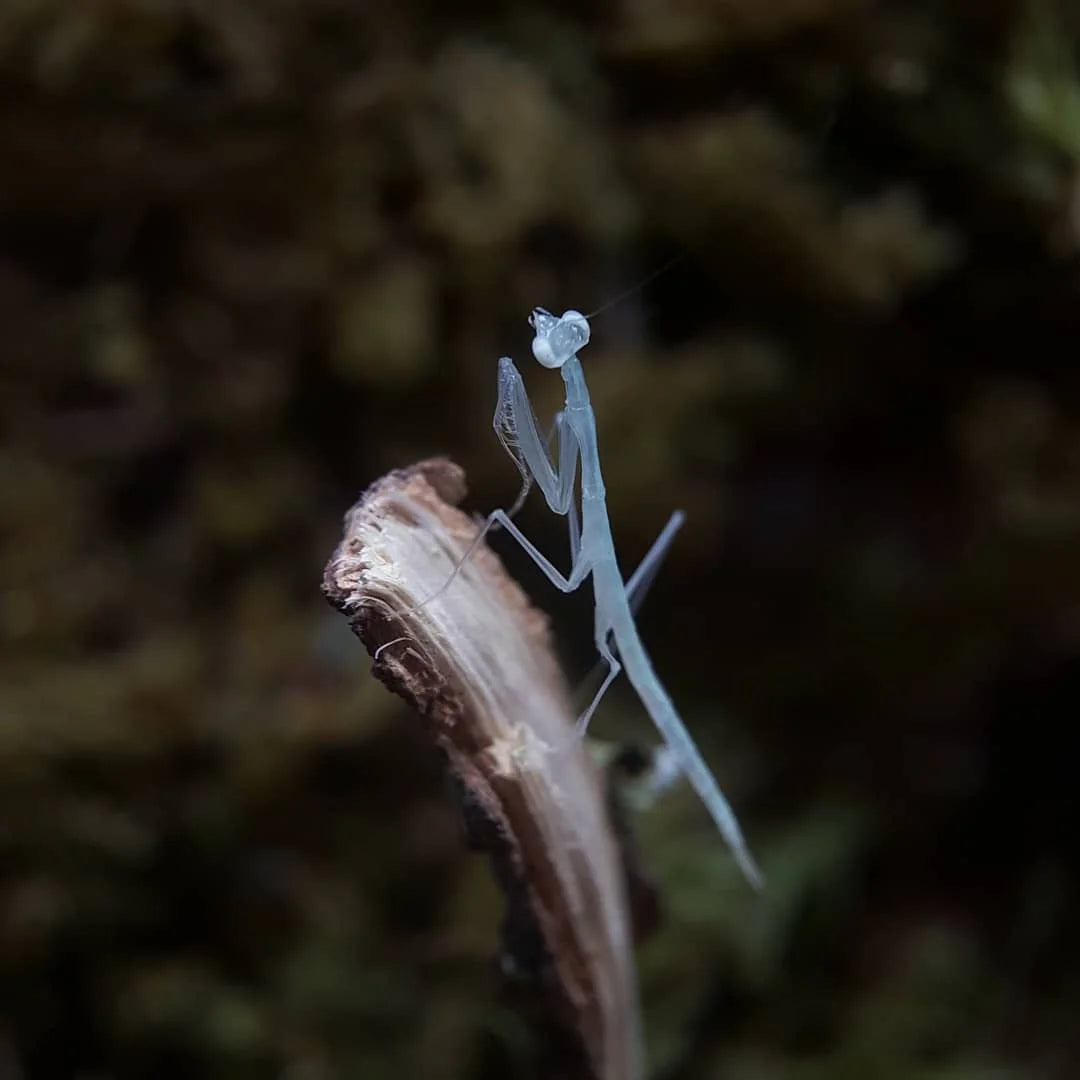 Achat Mante Religieuse – Mante de Verre - Sinomantis Denticulata