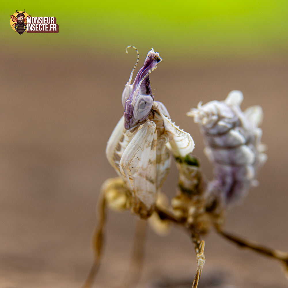 Achat Idolomantis diabolica – Mante fleur du diable