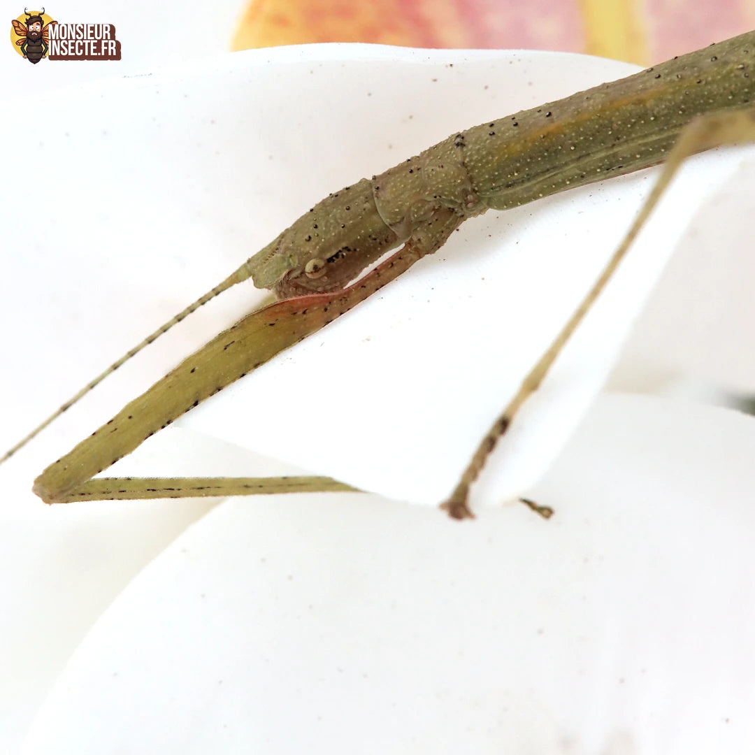 Acheter phasme bâton – Une espèce idéale pour débuter l’élevage