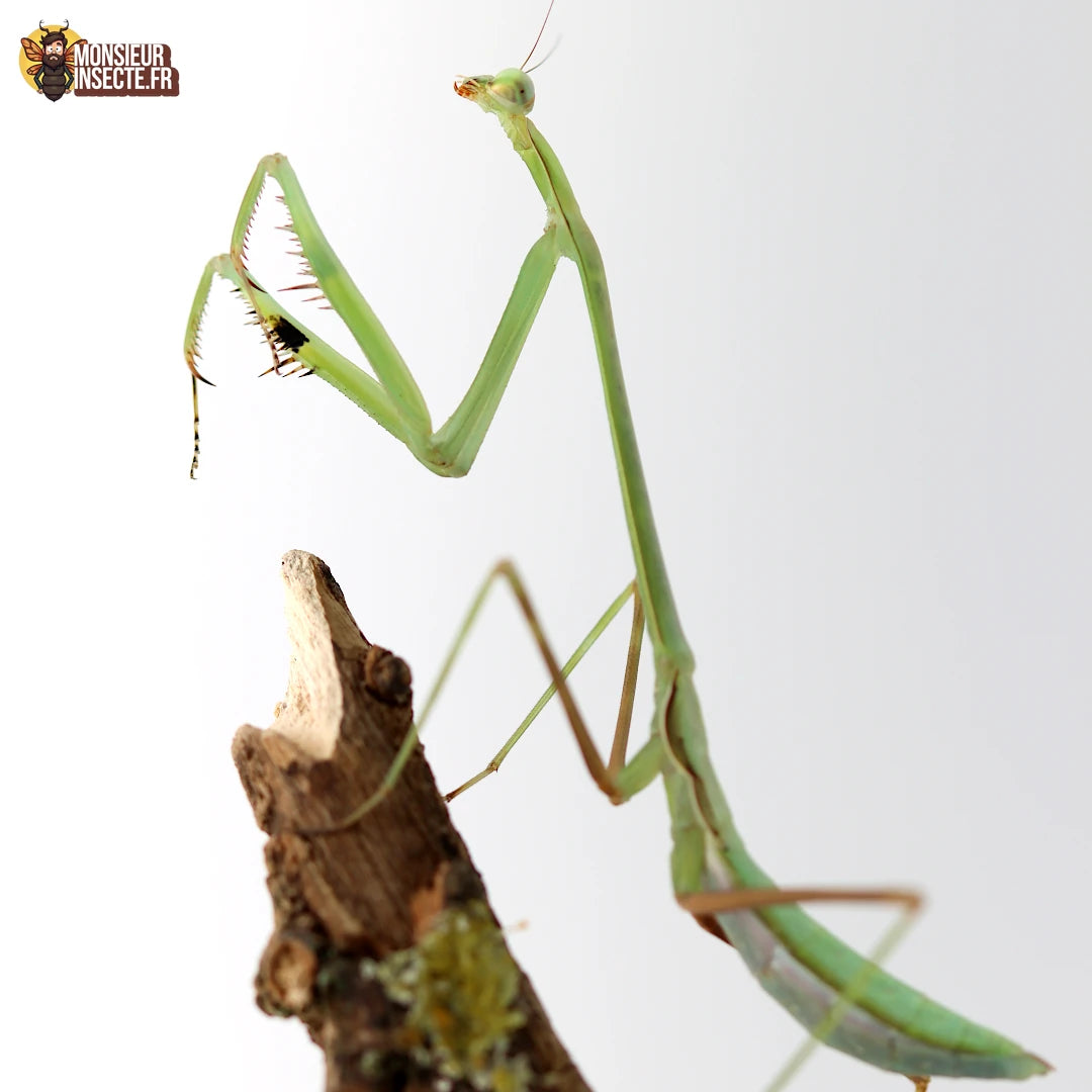 Achat Phasmomantela sp géante | Mante religieuse rare