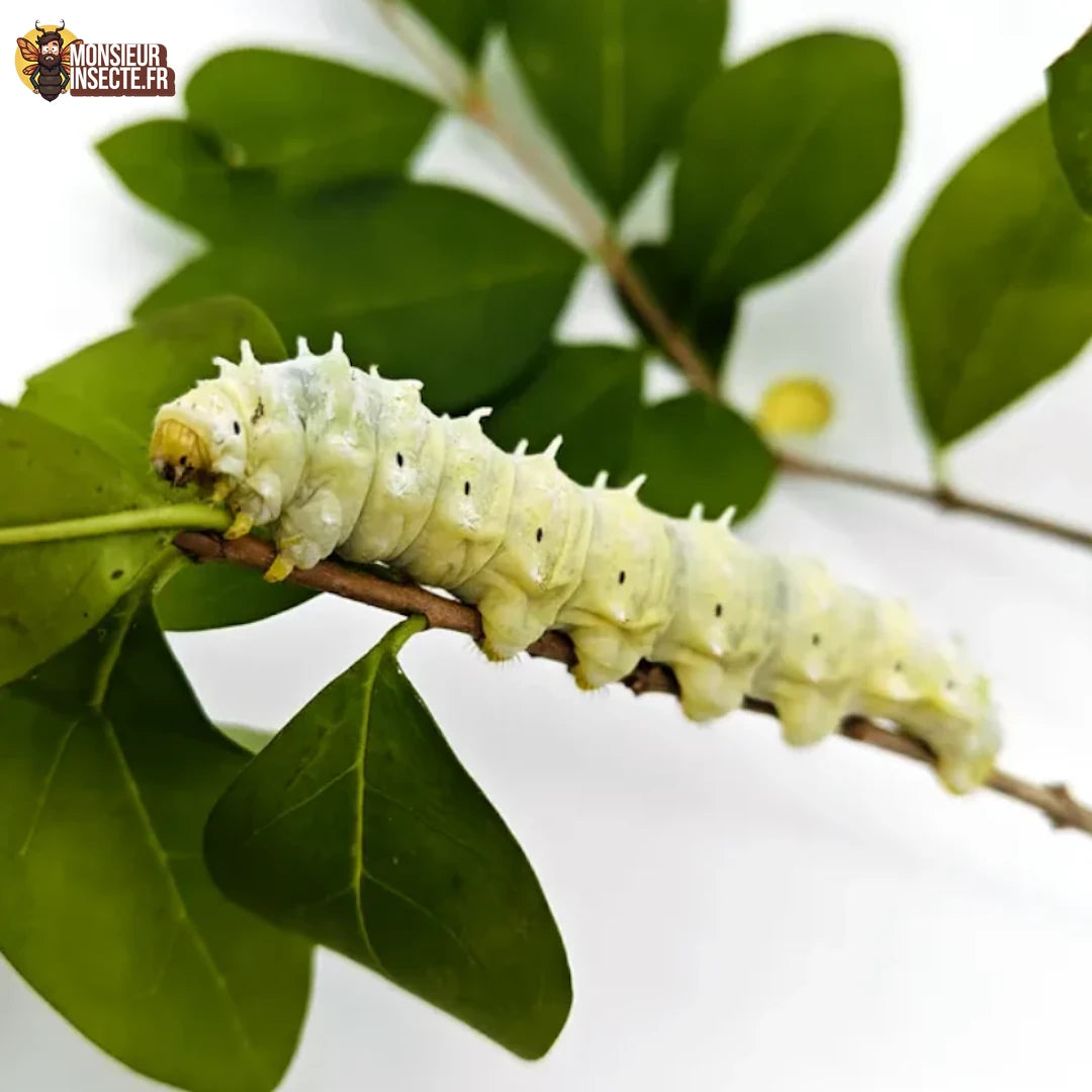 Acheter Chenille Bombyx éri (Philosamia ricini) – Facile à élever