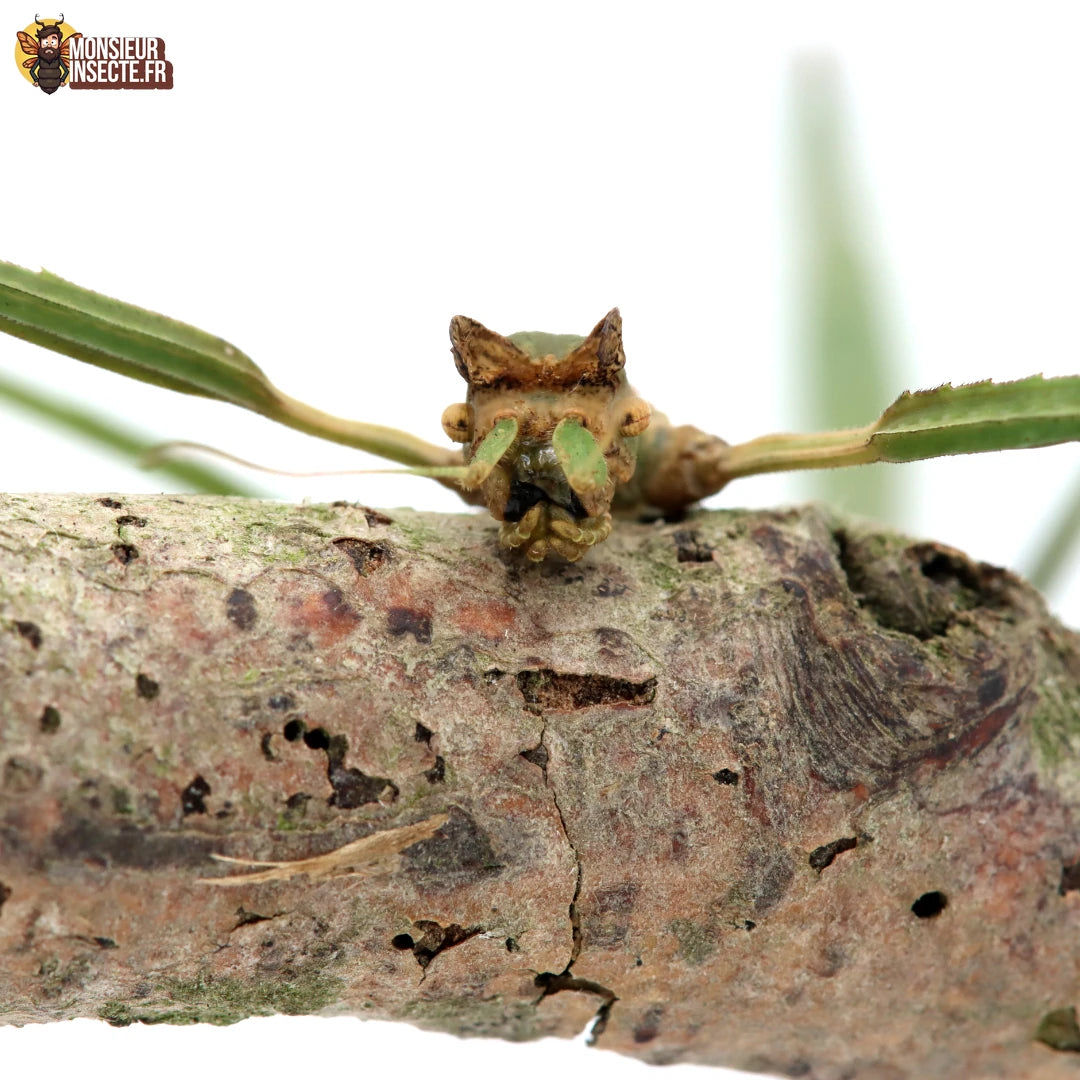 Achat Ramulus nématode bleu, grand phasme bâton