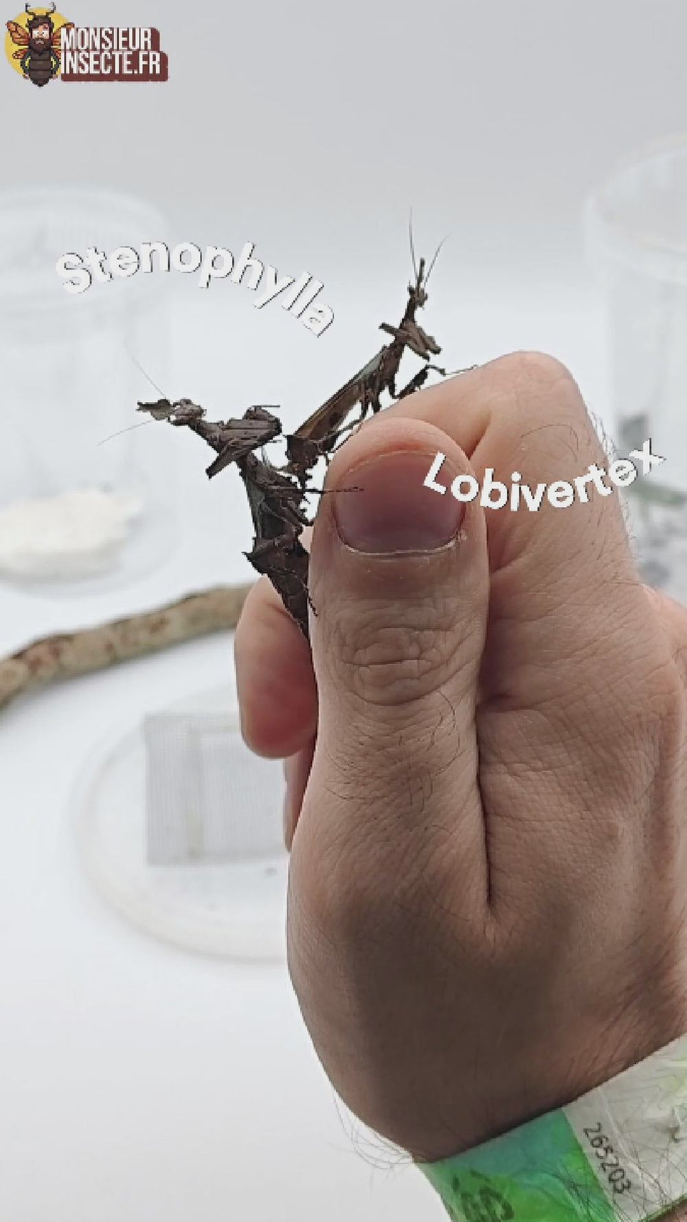 Achat Mante Dragon Stenophylla Lobivertex