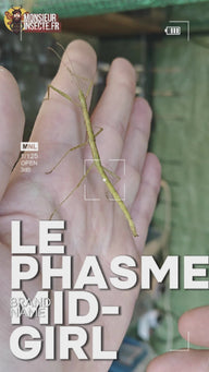 Acheter phasme bâton – Une espèce idéale pour débuter l’élevage